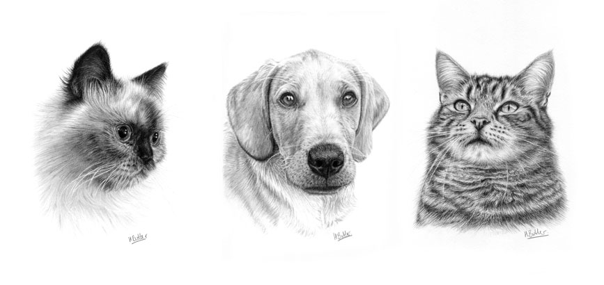 Terms and Conditions • Heather Butler Portraits • Pencil Portrait ...